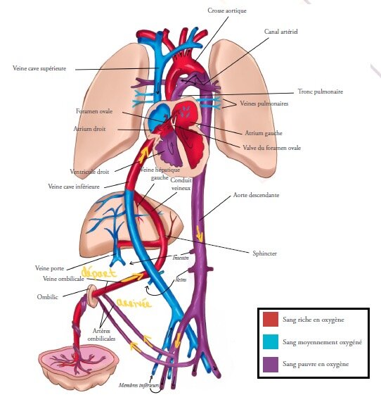 Circulation utéro placentaire - UE9 - Unité Foeto-placentaire/Embryo - Tutorat Associatif Toulousain