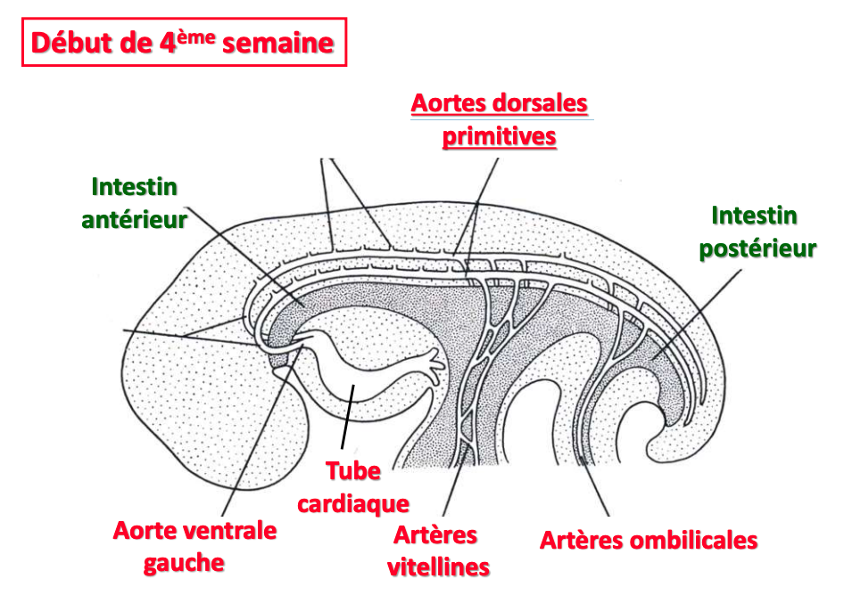 vascularisation foetale - UE9 - Unité Foeto-placentaire/Embryo ...